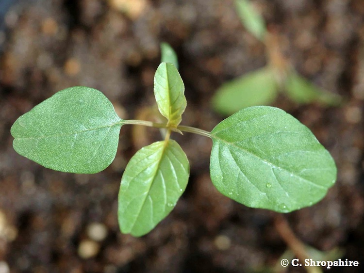 Pigweed species ID guide updated | The Grower